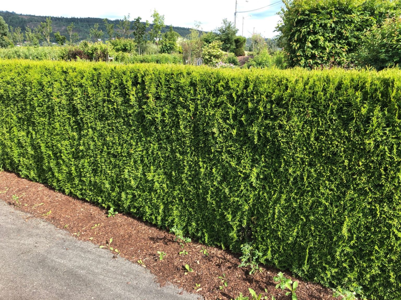 Våre beste råd til deg som vil plante hekk - Plantebørsen